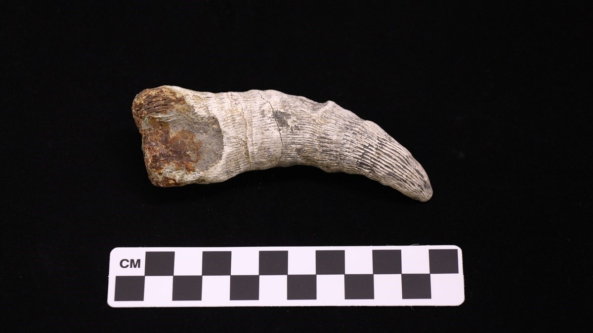 "Curiosities" & Natural History Objects (U.S. National Park Service)