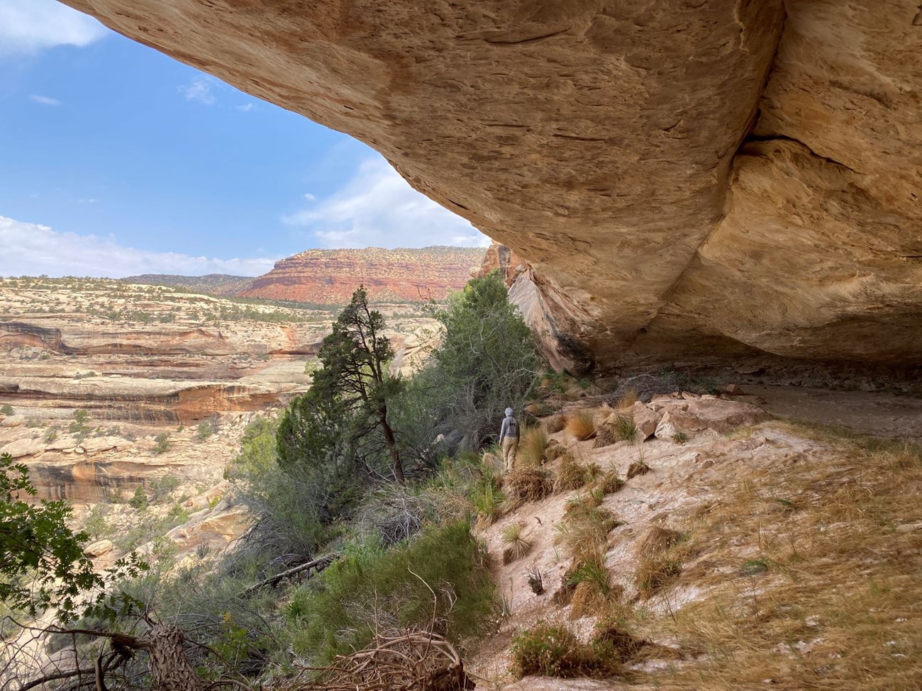 Where Water Seeps, Life Clings: Protecting Navajo Sedge in Natural ...