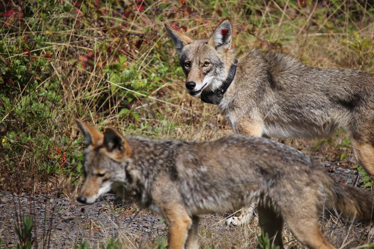 First Pupping Season Underway for New Presidio Coyote Pair (U.S ...