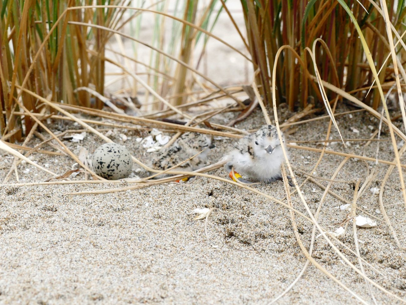 Ravens and El Niño Influencing 2019 Snowy Plover Breeding Season (U.S ...