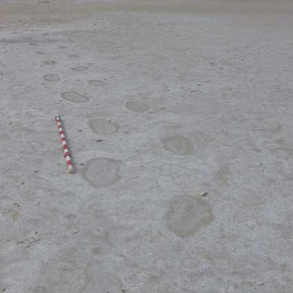 How Scientists Study the White Sands National Monument Fossil Tracks (U ...