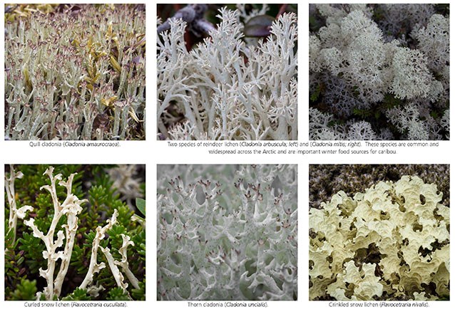 Lichens of the Arctic (U.S. National Park Service)