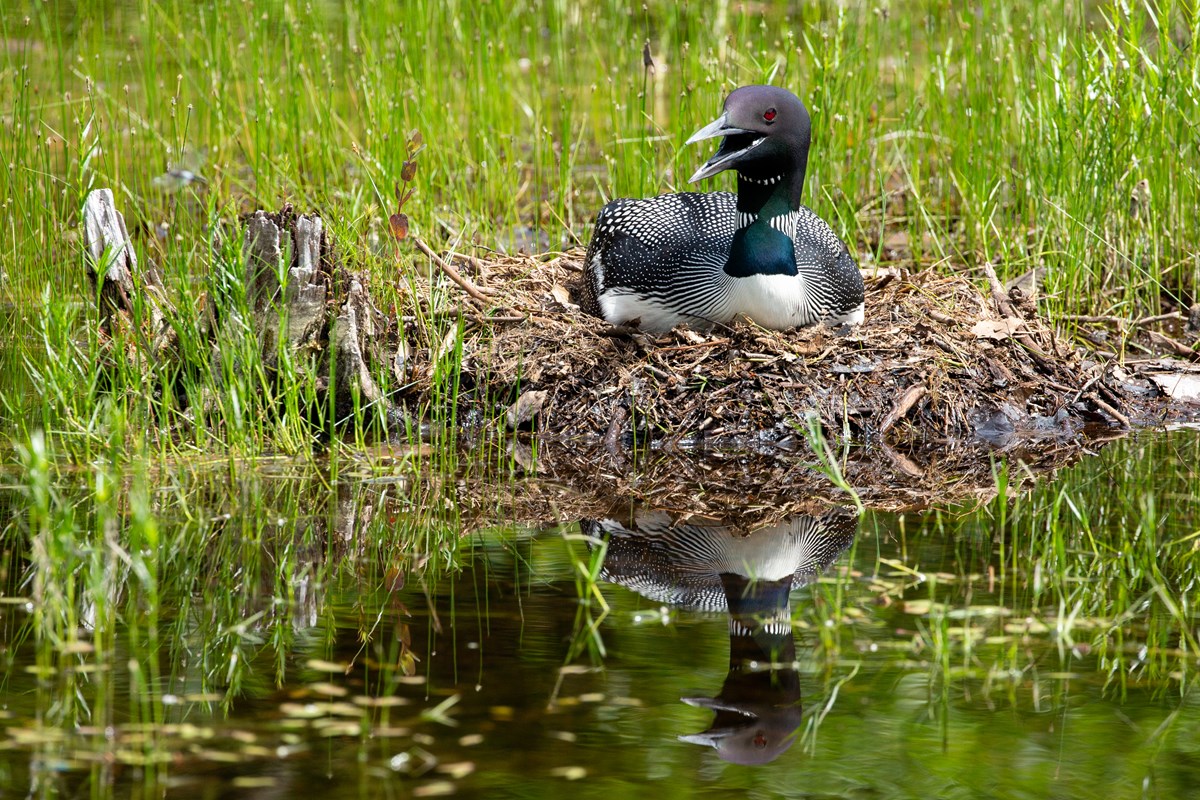 Nesting Loons at Acadia (U.S. National Park Service)