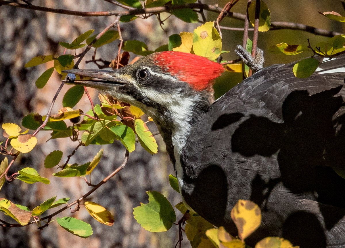 Pileated Woodpecker (U.S. National Park Service)
