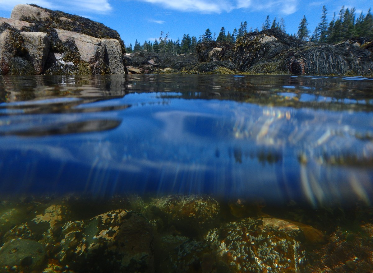The Life of a Tide Pool in Acadia (U.S. National Park Service)