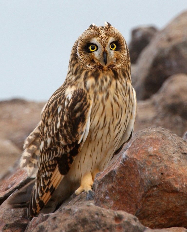 Short-eared Owl (U.S. National Park Service)