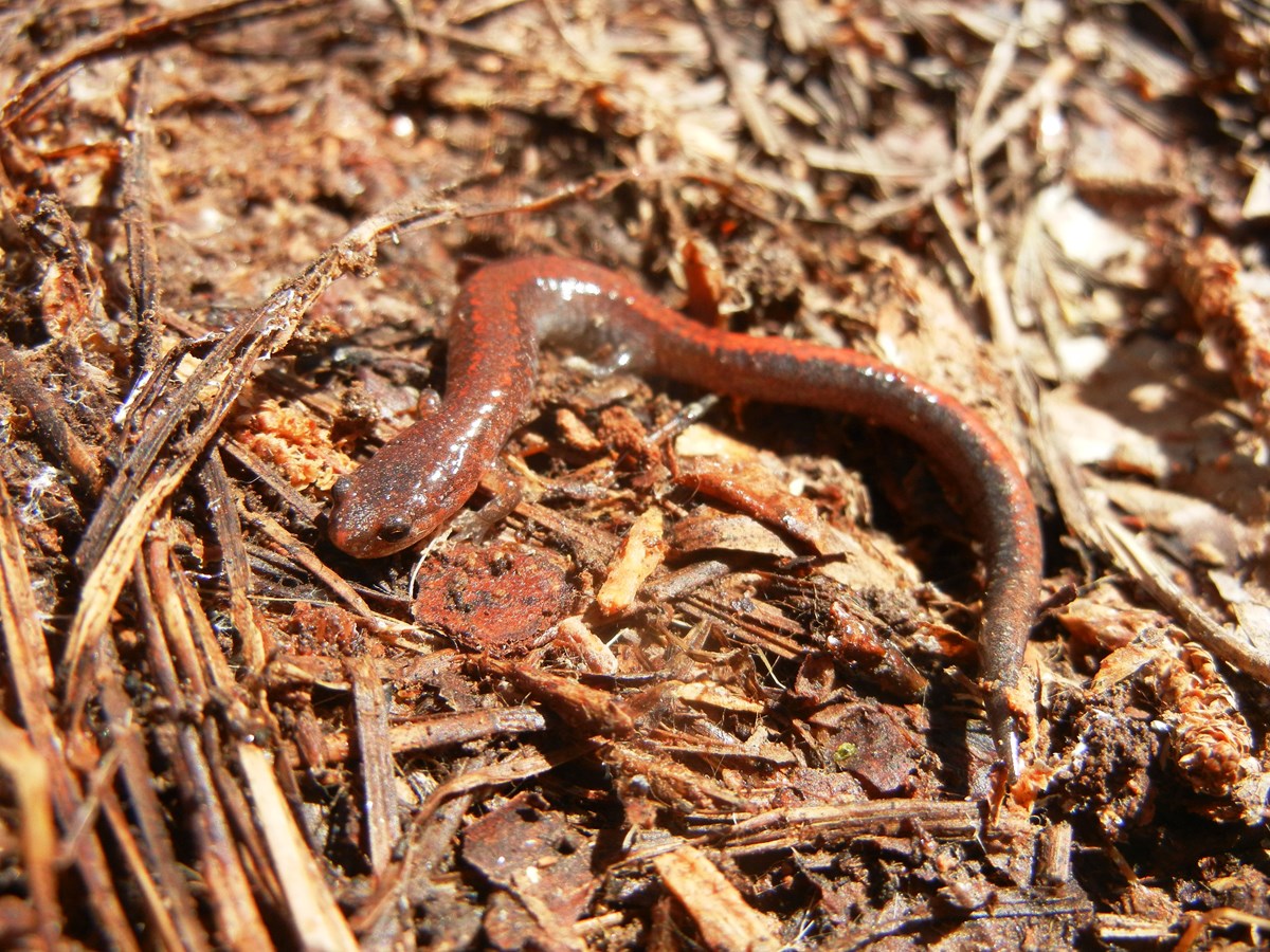 Southeast Coast Network News April 2016 (U.S. National Park Service)