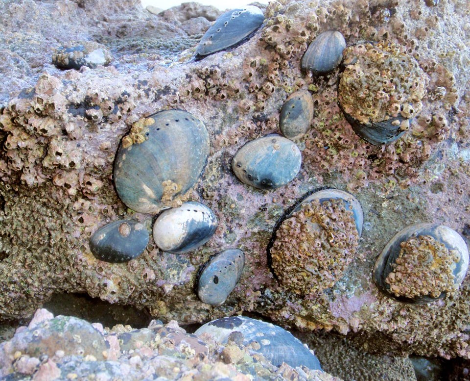 Black Abalone Regain Lost Ground (U.S. National Park Service)