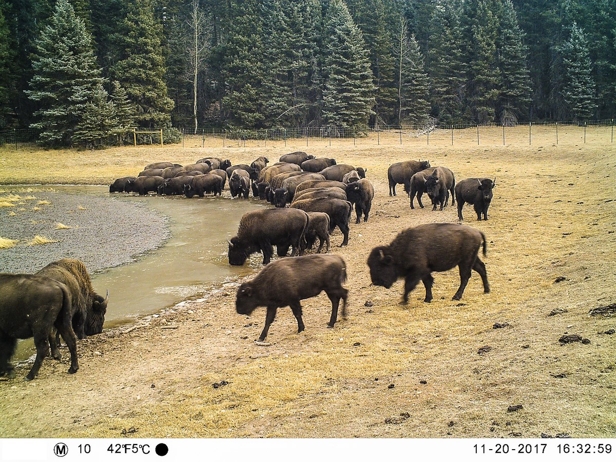 Bison Impacts and Monitoring (U.S. National Park Service)