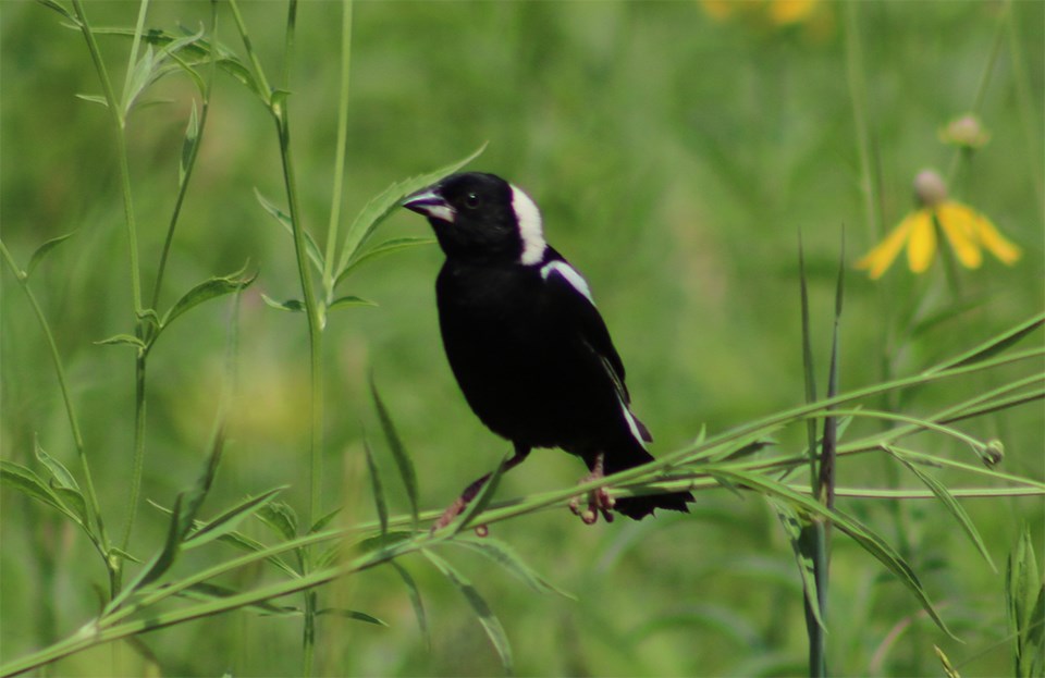 Bird Community Monitoring at Pipestone National Monument (U.S. National ...