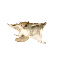 Species Spotlight Flying Squirrels U S National Park Service Species Spotlight Flying Squirrels U S National Park Service