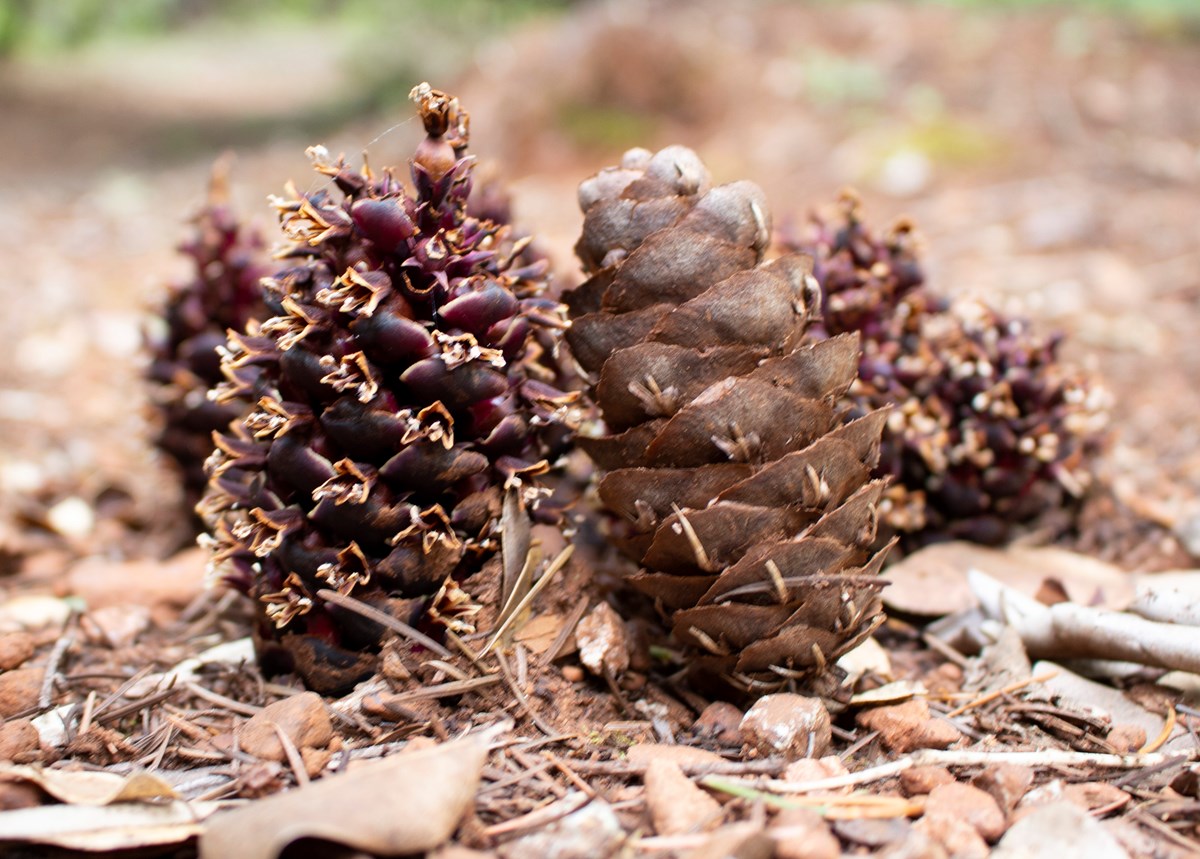 California Groundcone (U.S. National Park Service)