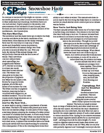 NETN Species Spotlight - Snowshoe Hare (U.S. National Park Service)