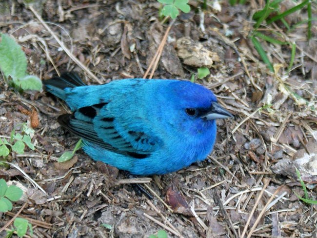 Bird Community Monitoring at Wilson's Creek National Battlefield, 2020 ...