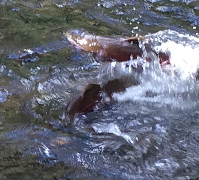 Winter 2018-2019 Coho and Steelhead Spawner Survey Summary (U.S ...
