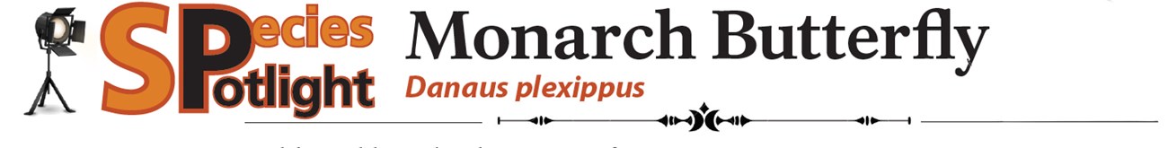NETN Species Spotlight: Monarch Butterfly (U.S. National Park Service)
