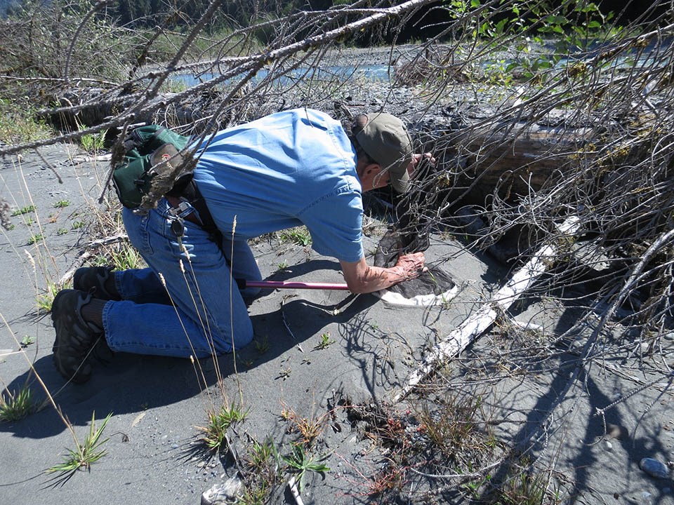 What’s That Buzz? Documenting Pollinator Diversity in North Cascades ...