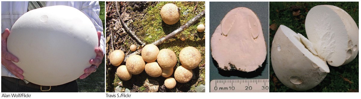 Species Spotlight - Puffballs (U.S. National Park Service)