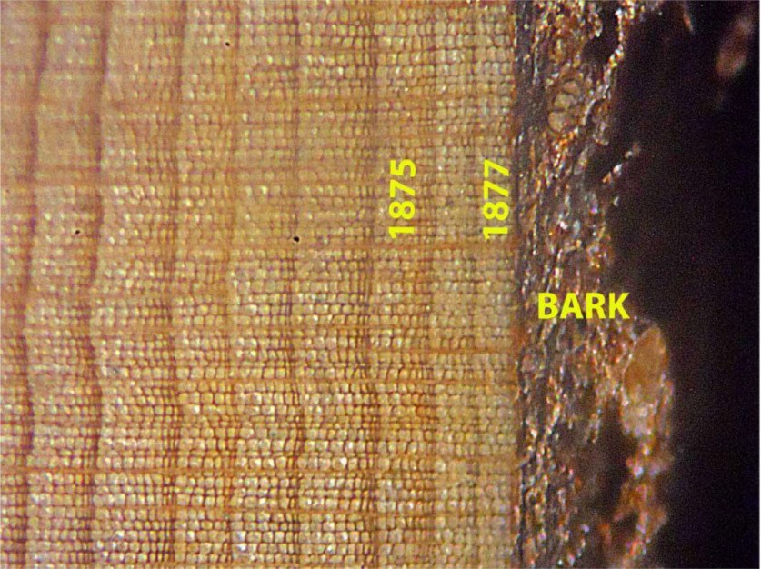 Dendrochronology - The Study of Tree Rings (U.S. National Park Service)