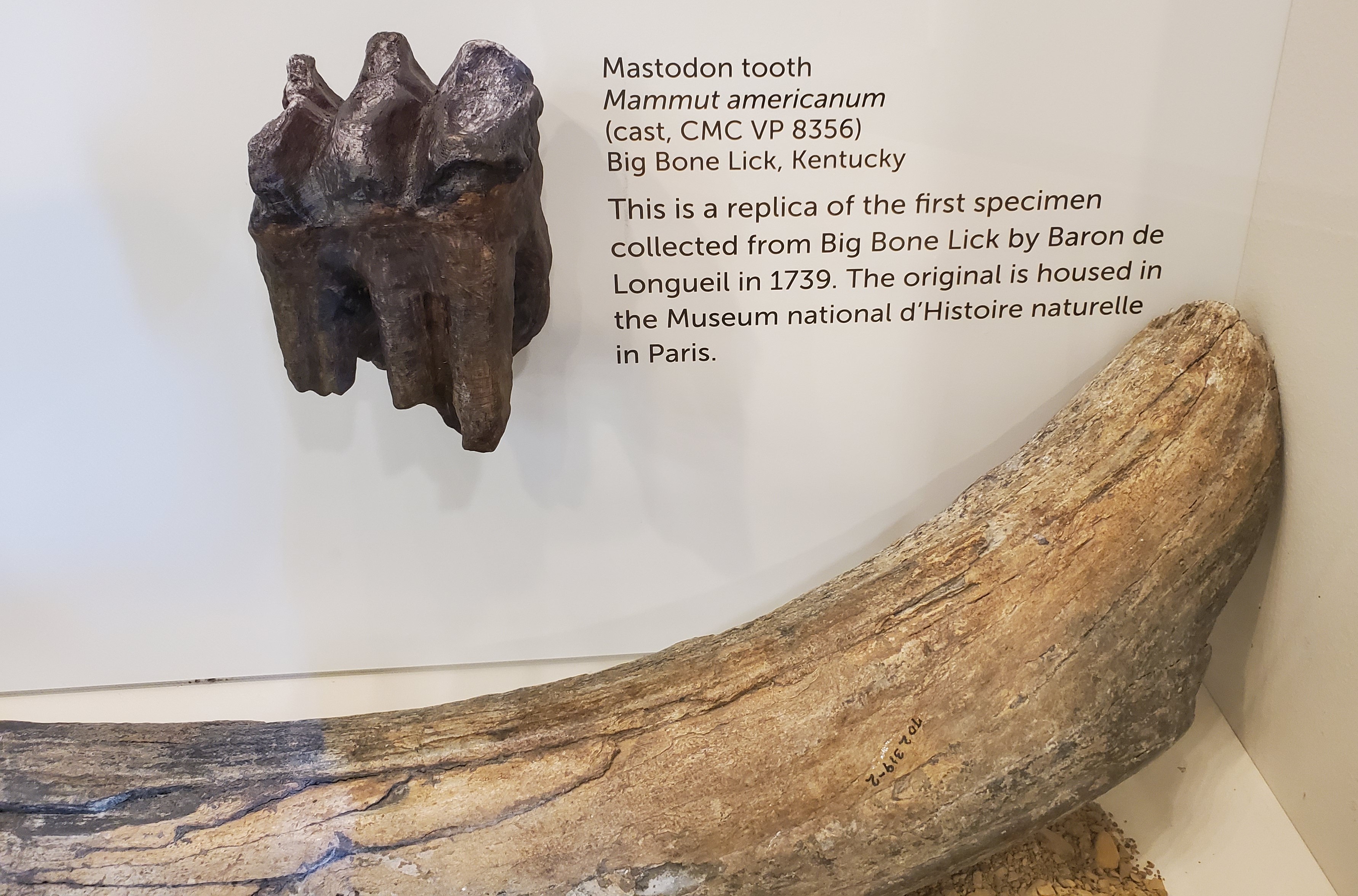 Paleontology and Geology of Big Bone Lick National Natural Landmark (U ...