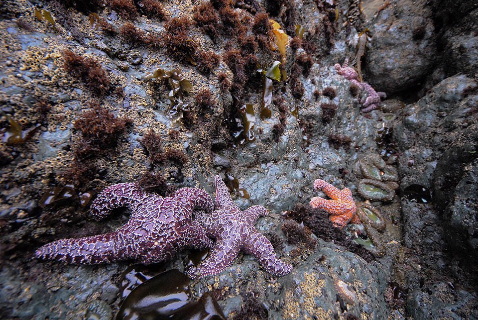Rocky Intertidal Monitoring in the San Francisco Bay Area (U.S ...