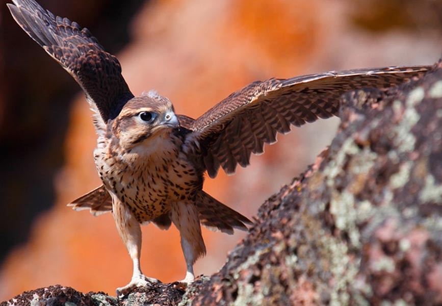 Prairie & Peregrine Falcon Monitoring at Pinnacles National Park (U.S ...