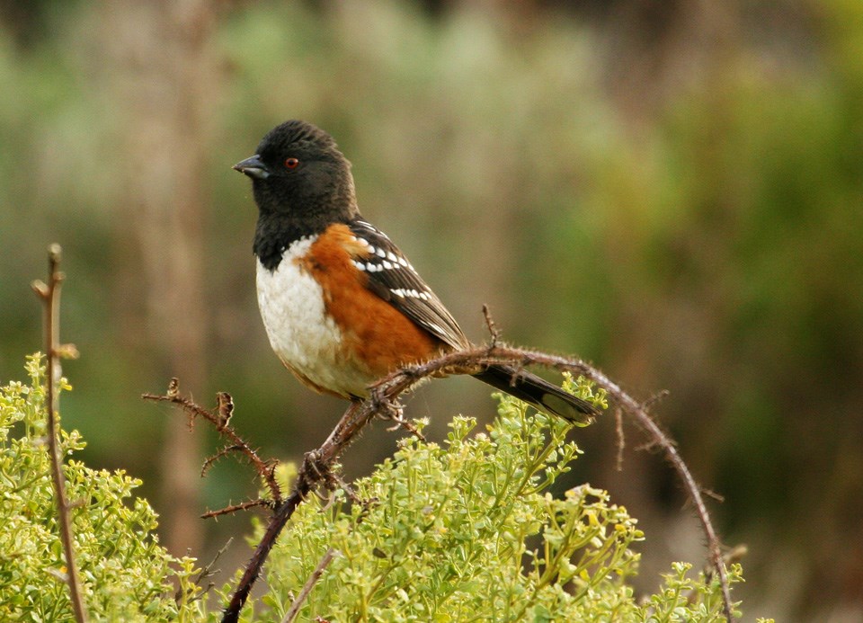 Landbird Inventory for Point Reyes National Seashore and Golden Gate ...