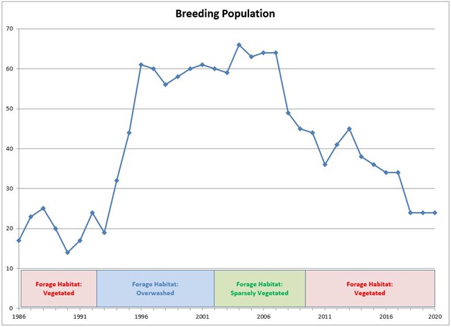 Resource Brief - Piping Plover - Assateague Island National Seashore (U ...