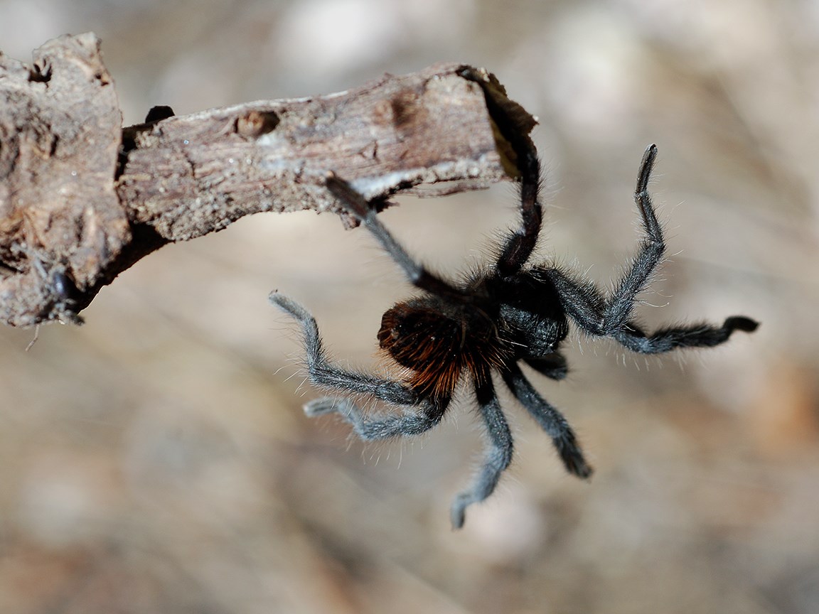 Tarantulas and Tarantula Hawks - Bandelier National Monument (U.S ...