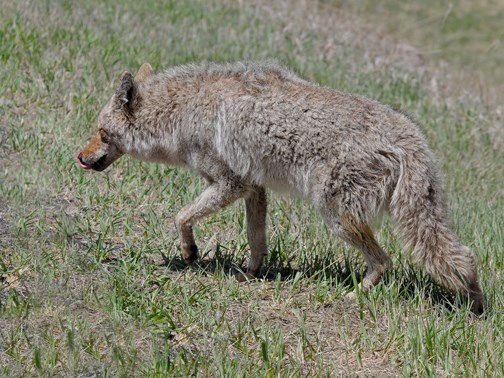 Coyotes - Bandelier National Monument (U.S. National Park Service)