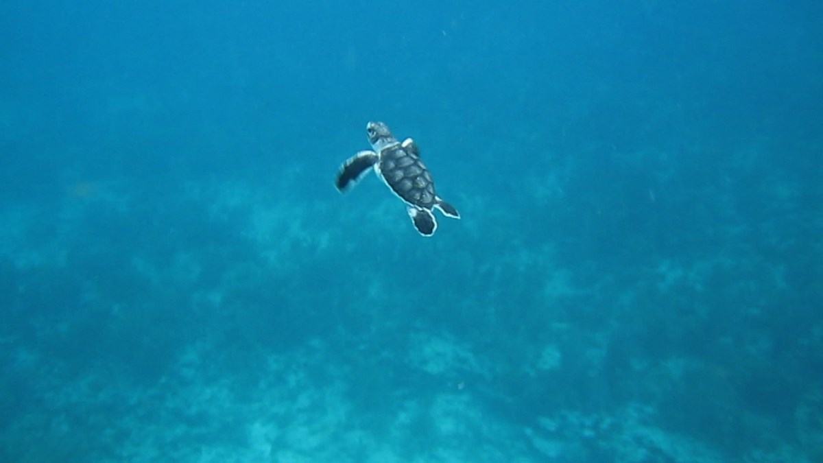Reptiles - Biscayne National Park (U.S. National Park Service)