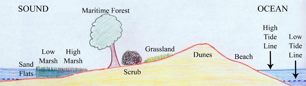 Geologic Activity - Cape Lookout National Seashore (U.S. National Park ...