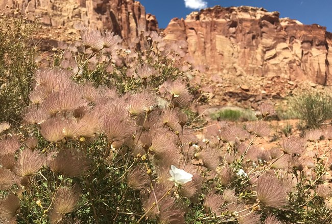 Shrubs - Capitol Reef National Park (U.S. National Park Service)