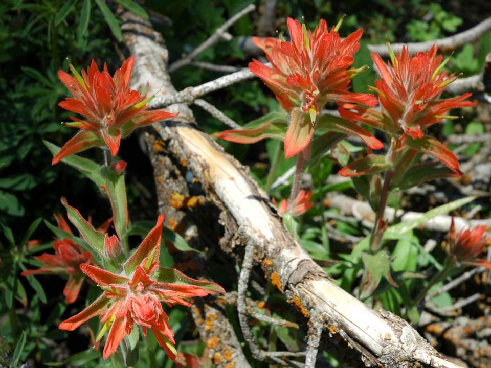 Scarlet Paintbrush - Cedar Breaks National Monument (U.S. National Park ...