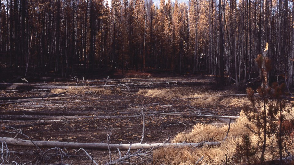 1988 Fires - Yellowstone National Park (U.S. National Park Service)