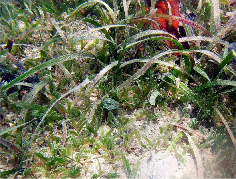 Unique Coral Community in the Mangroves of Hurricane Hole (U.S ...