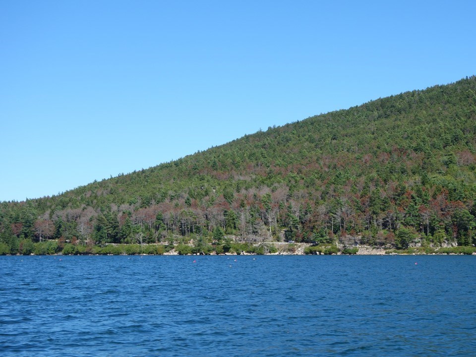 Red Pine Scale kills red pine trees at Acadia (U.S. National Park Service)