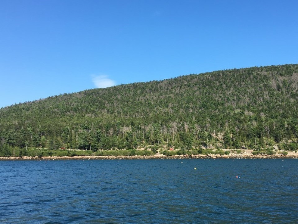 Red Pine Scale kills red pine trees at Acadia (U.S. National Park Service)