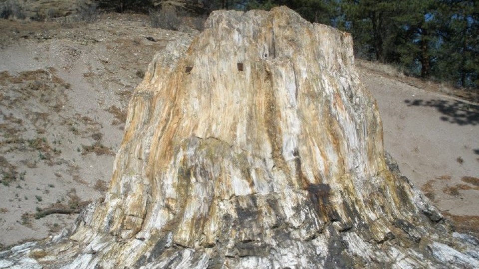 Draw Your Own Big Stump Face Challenge (U.S. National Park Service)