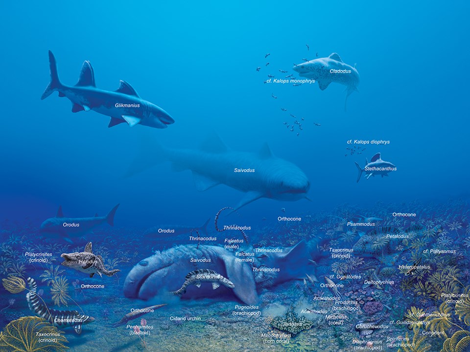 Sharks Sea Caves
