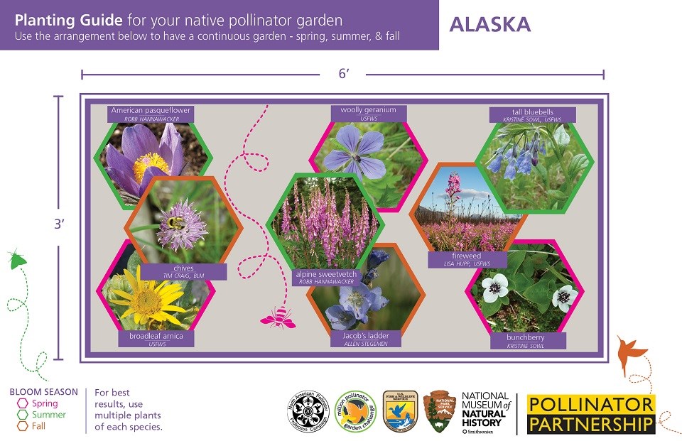 Alaska Card - Pollinators (U.S. National Park Service)