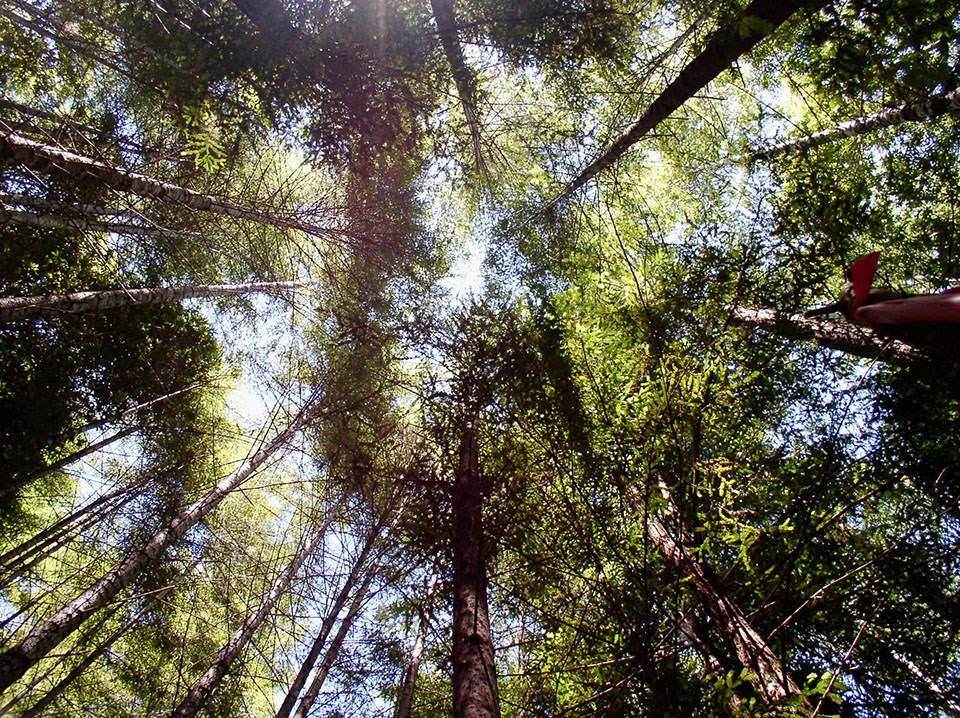 Second-Growth Forests and Restoration Thinning - Redwood National and ...