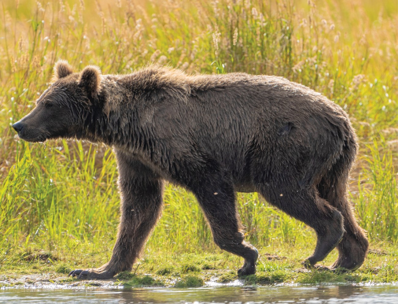 Fat Bear Week 2024 - Katmai National Park & Preserve (U.S. National ...