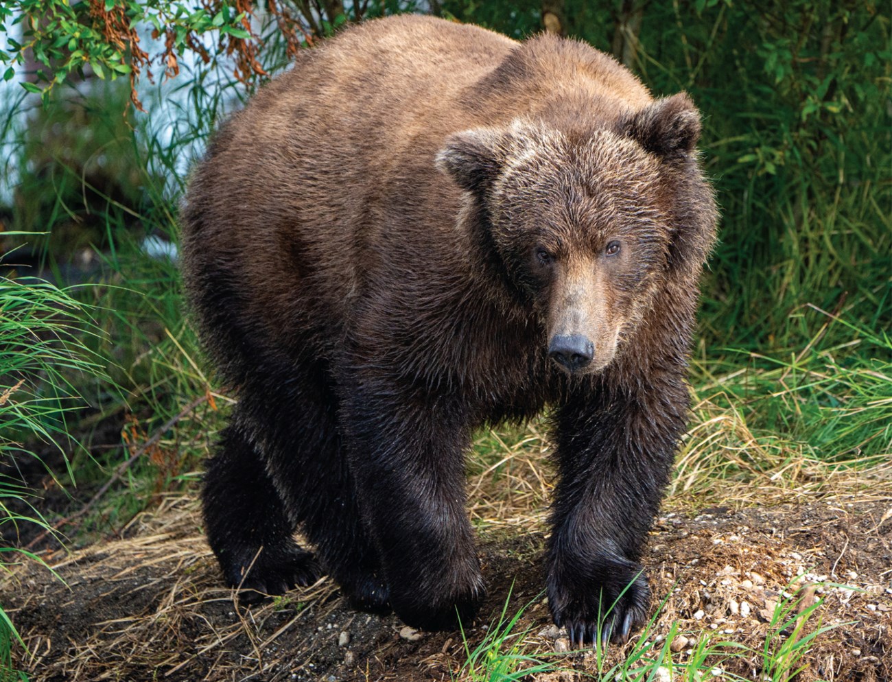 Fat Bear Week 2024 - Katmai National Park & Preserve (U.S. National ...