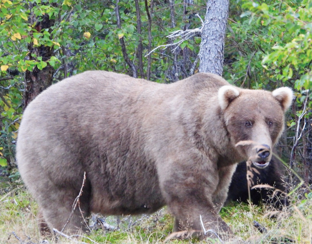 Fat Bear Week 2024 - Katmai National Park & Preserve (U.S. National ...