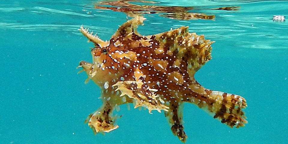 Fish - Virgin Islands National Park (U.S. National Park Service)