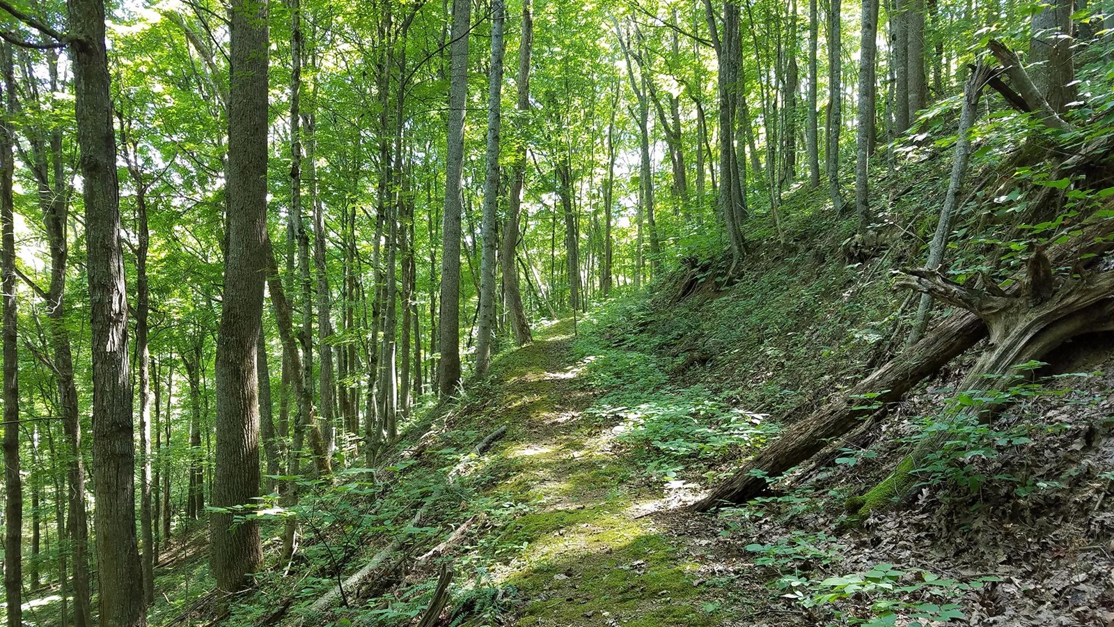 Gwinn Ridge Trail (U.S. National Park Service)