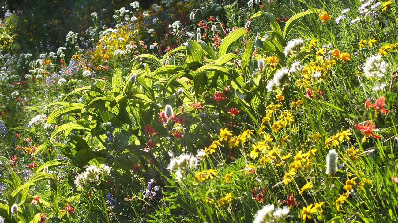 Photograph Wildflowers in the Subalpine Meadows (U.S. National Park ...
