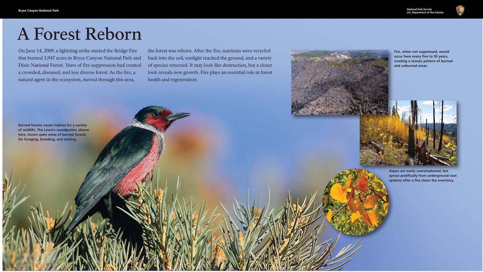 A Forest Reborn wayside (U.S. National Park Service)
