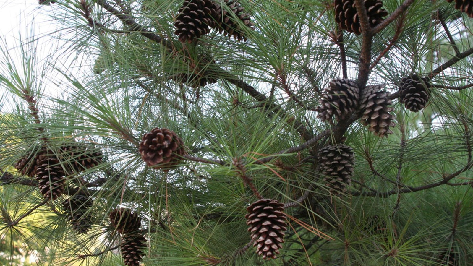 Shortleaf Pine (Pinus echinata) (U.S. National Park Service)